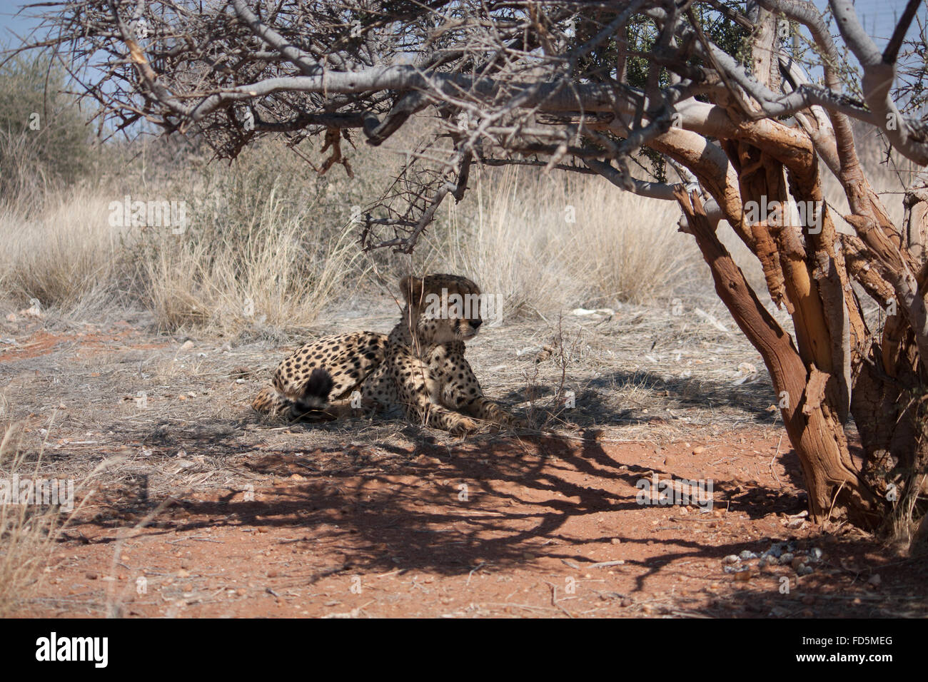 Cheetah Sitting In Tree High Resolution Stock Photography and Images ...