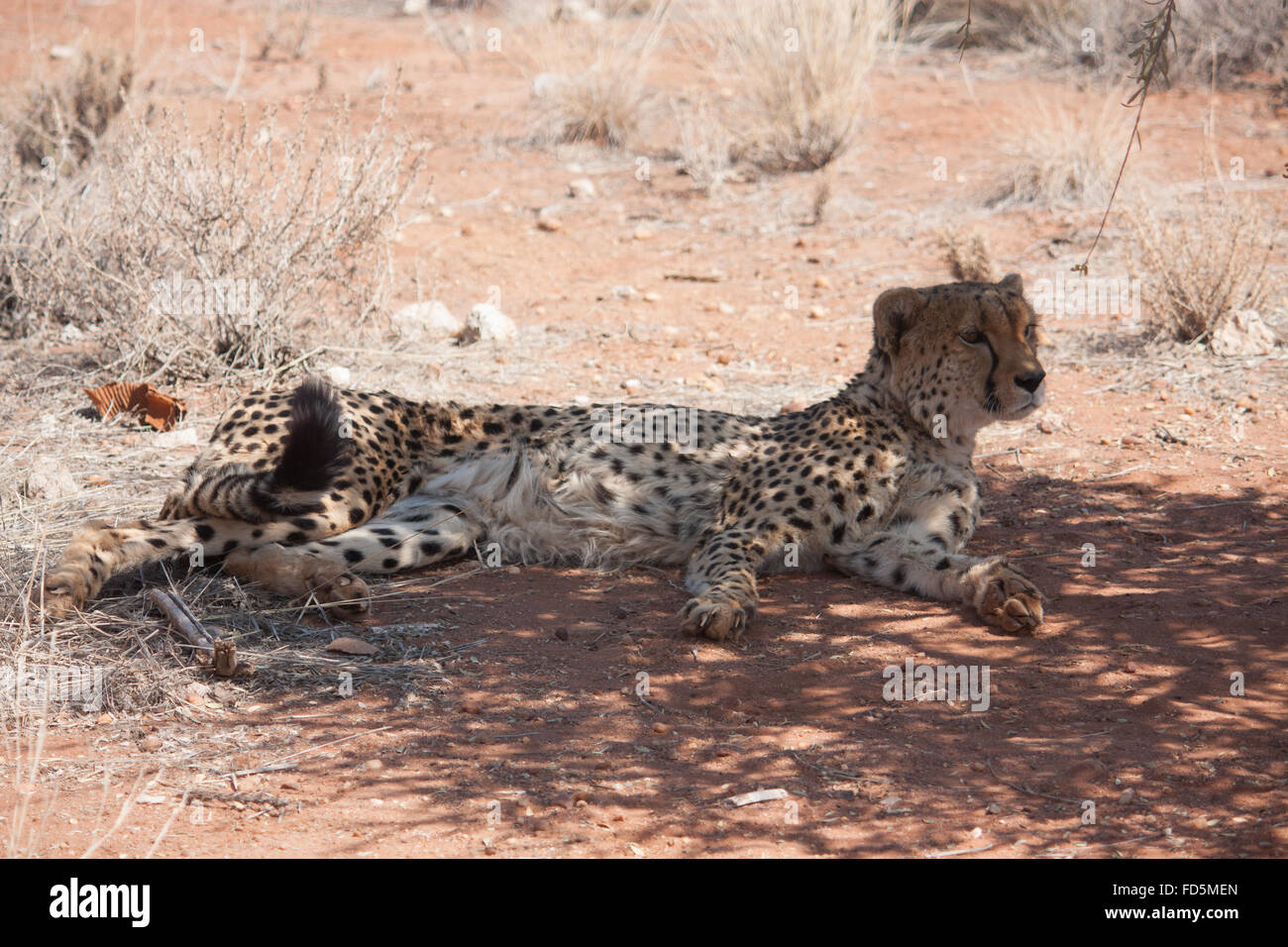 Cheetah in sunlight hi-res stock photography and images - Alamy