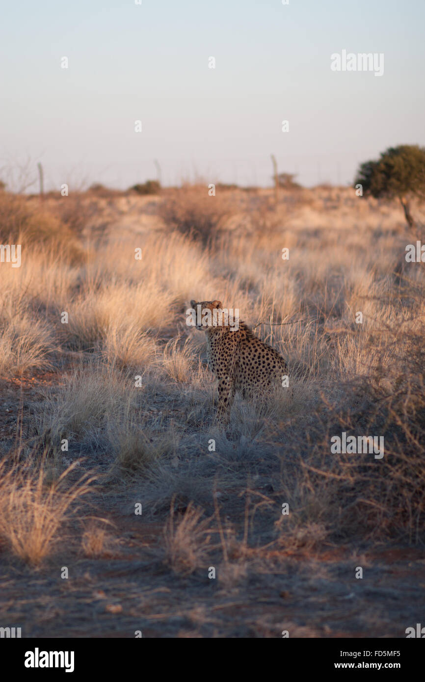 Cheetah Sitting In A Forest Stock Photo - Alamy