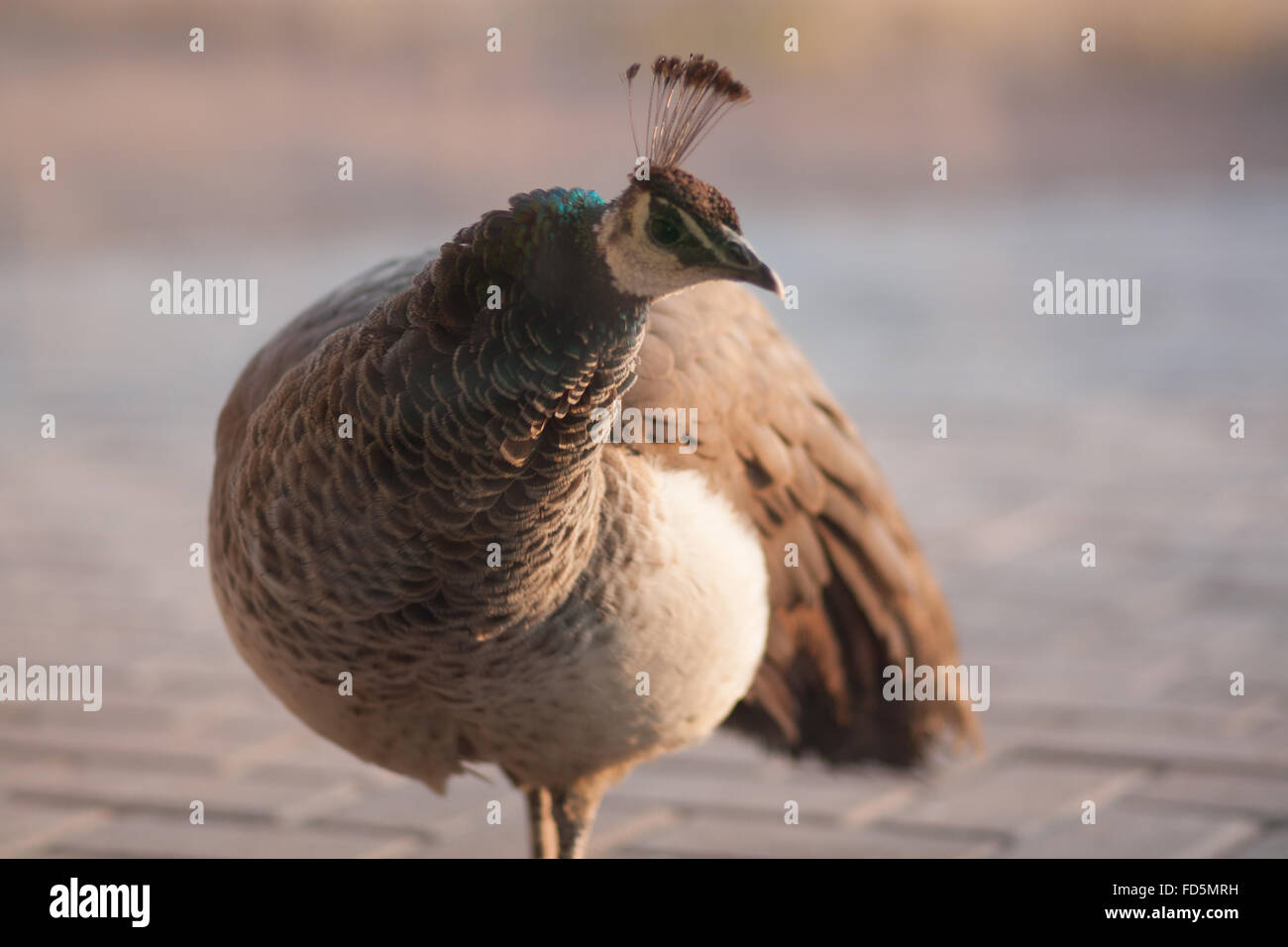 Peahen bird hi-res stock photography and images - Alamy