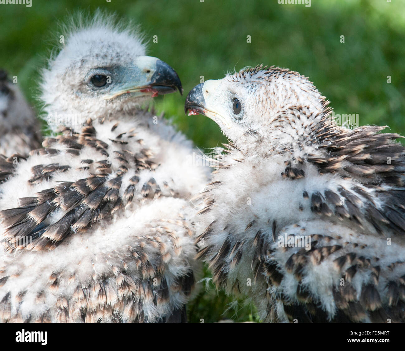 Three Red Kite (Milvus milvus) chicks, three days old Stock Photo - Alamy