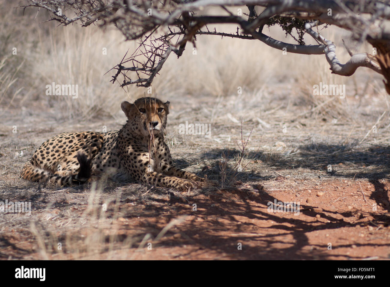 Portrait Of Cheetah Relaxing In Forest Stock Photo - Alamy
