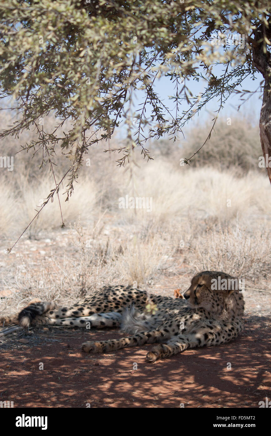 Cheetah In Sunlight High Resolution Stock Photography and Images - Alamy