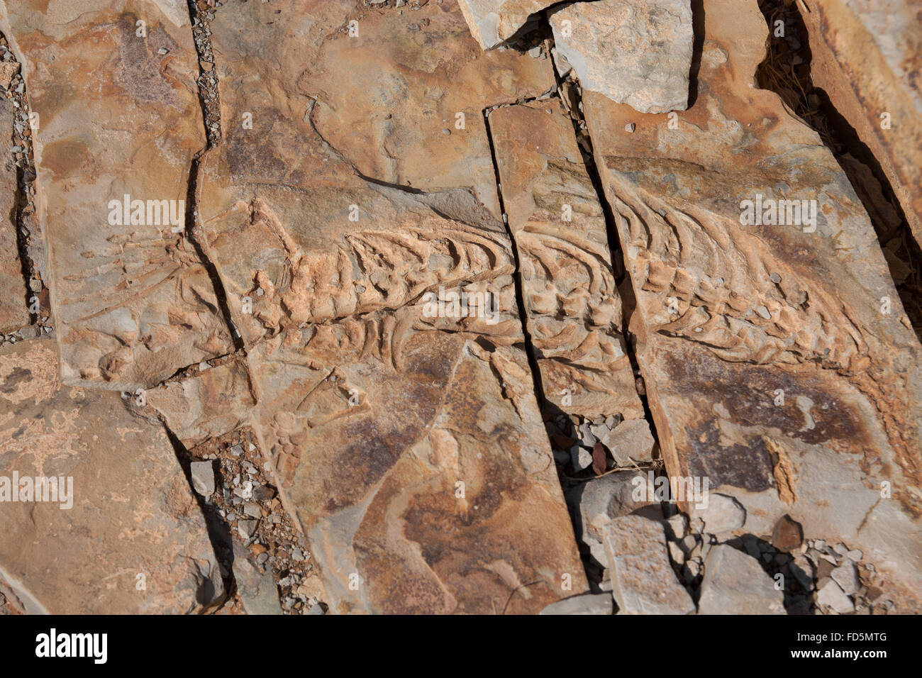 Fossil archaeology hi-res stock photography and images - Alamy