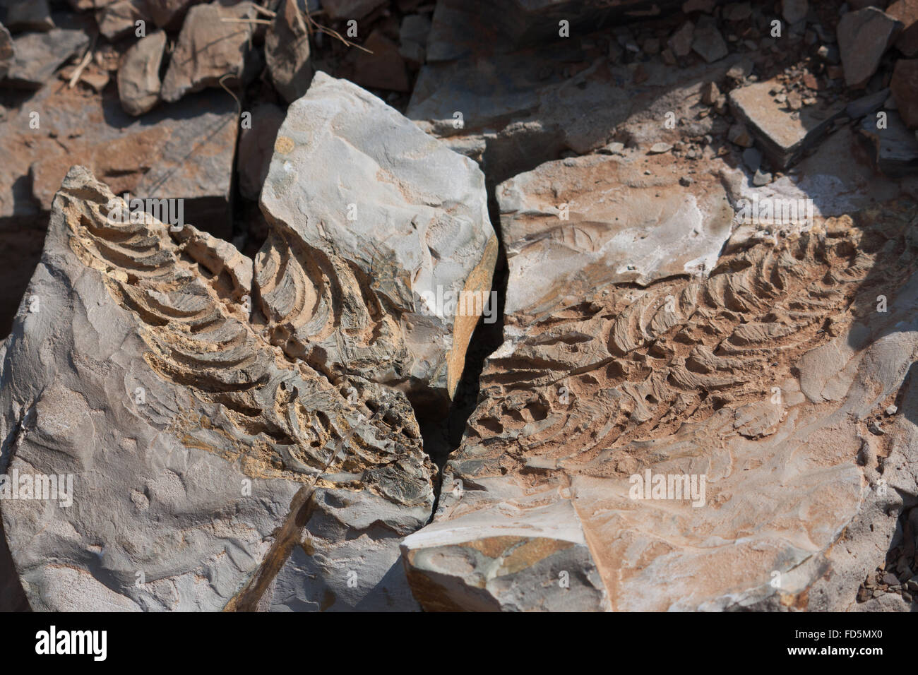 Fossil rocks hi-res stock photography and images - Alamy