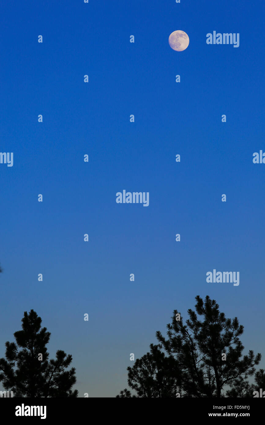 Full moon dusk pine hi-res stock photography and images - Alamy