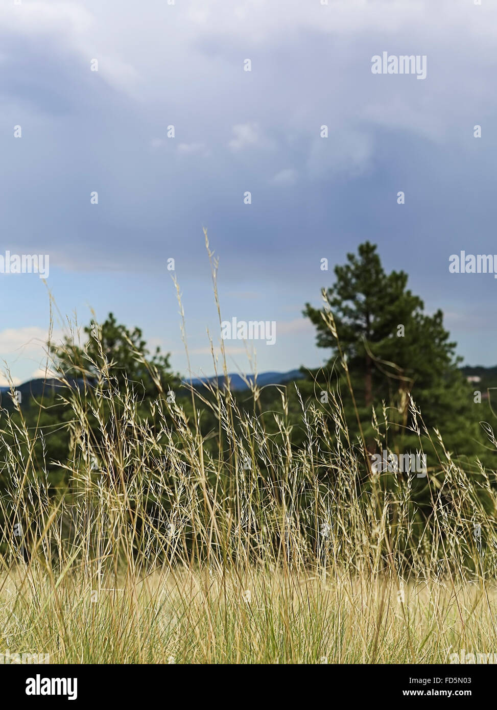 Rye grass hi-res stock photography and images - Alamy