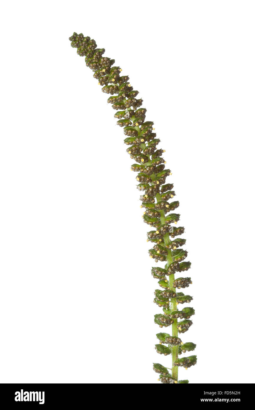 Common ragweed hi-res stock photography and images - Alamy