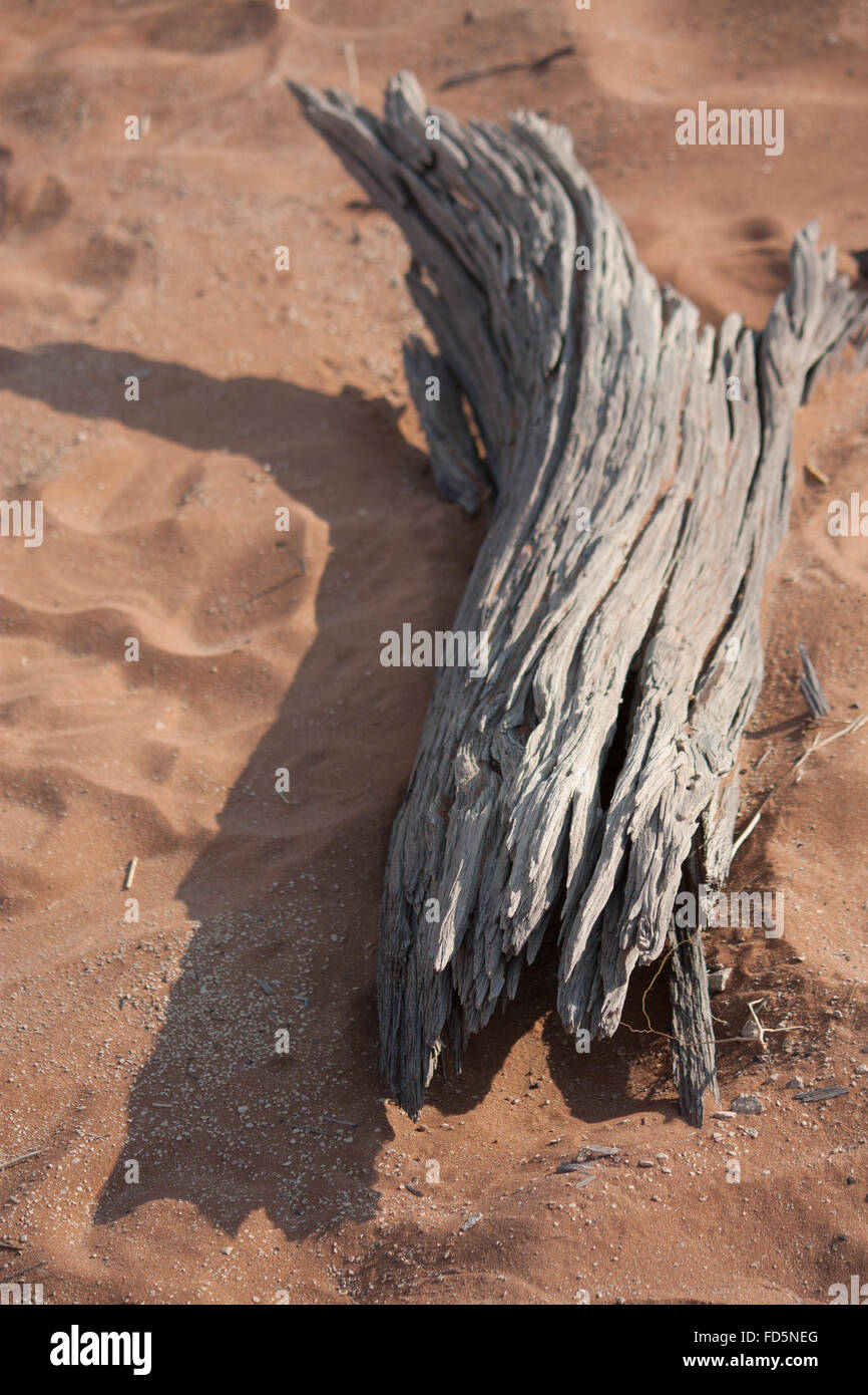 Log in desert hi-res stock photography and images - Alamy