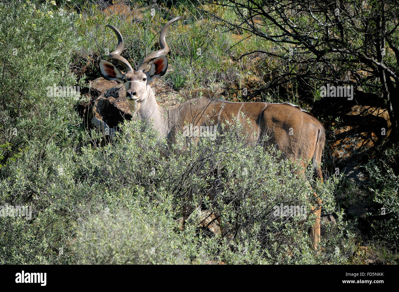 Greater Kudu bull hiding behind trees and shrubs Stock Photo - Alamy