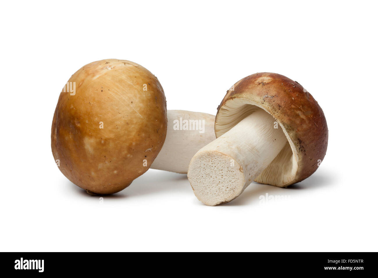 Fresh raw Russula mushrooms on white background Stock Photo - Alamy