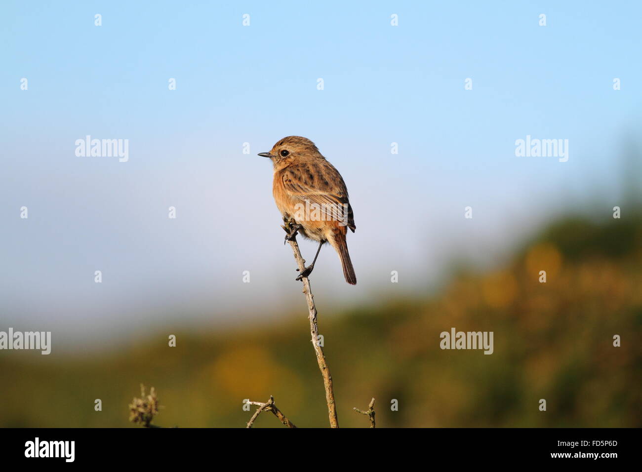 Stonechat winter hi-res stock photography and images - Alamy