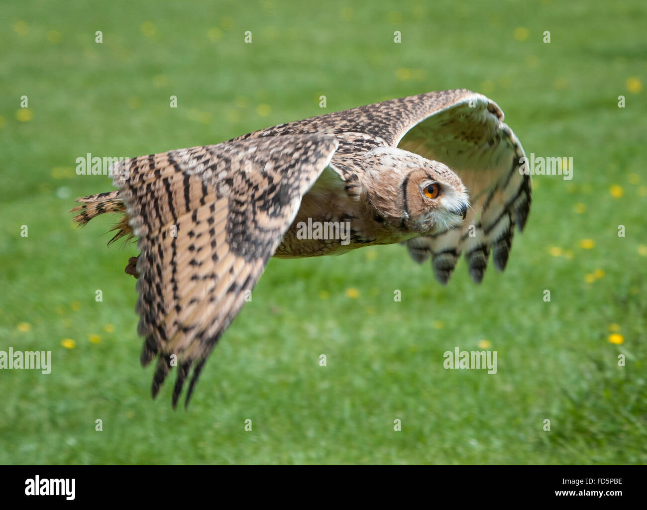 The tawny owl is an owl native to England, Wales and Scotland has a ...