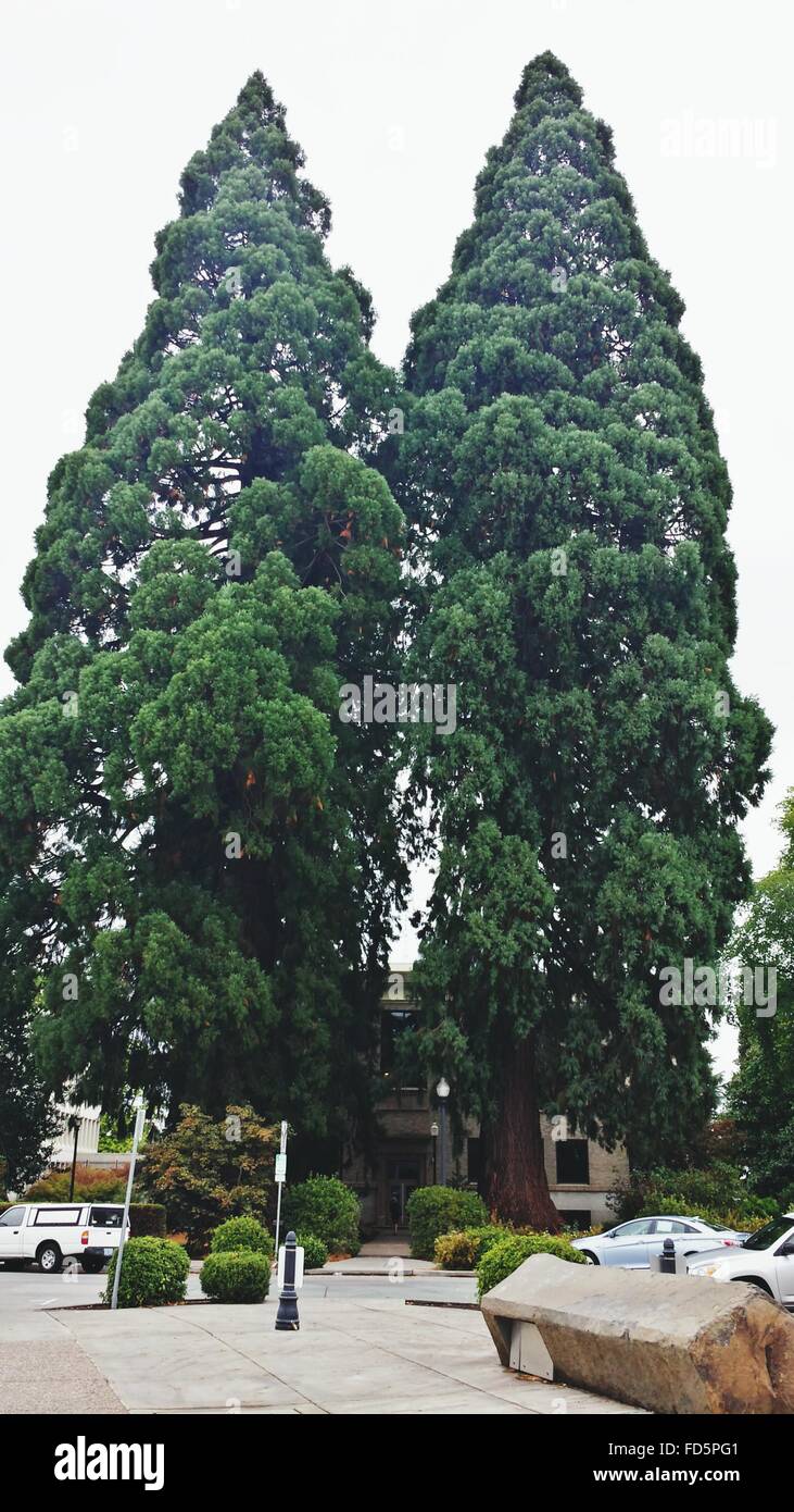 Tall trees with sky hi-res stock photography and images - Alamy