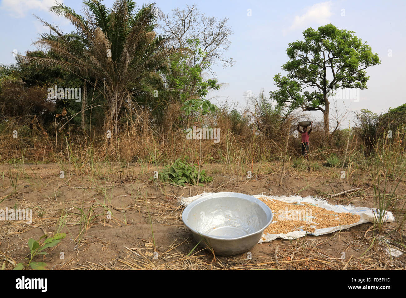 Grain drying : beans Stock Photo - Alamy