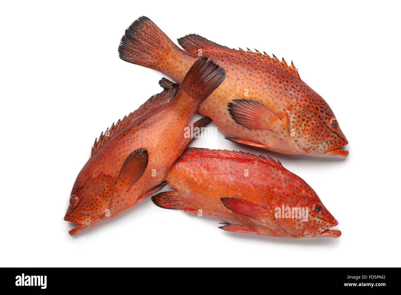 Hind fish Cut Out Stock Images & Pictures - Alamy