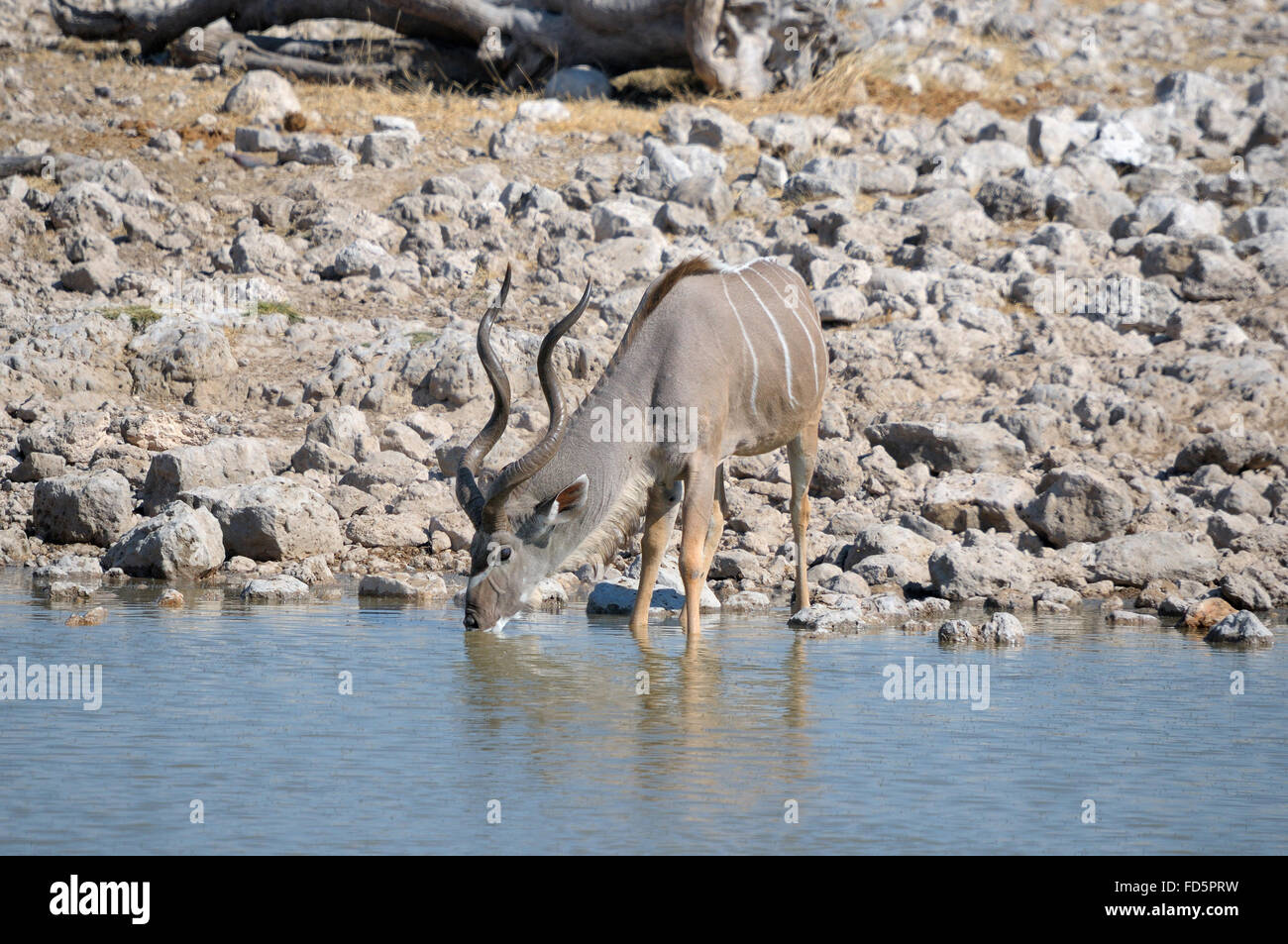 Kudu ewe hi-res stock photography and images - Alamy