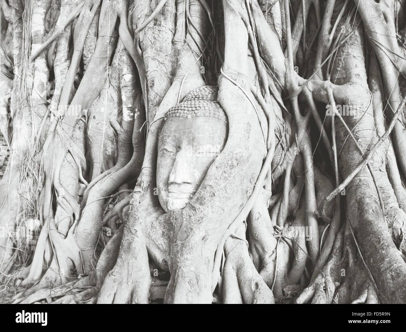 Bizarre tree roots hi-res stock photography and images - Alamy