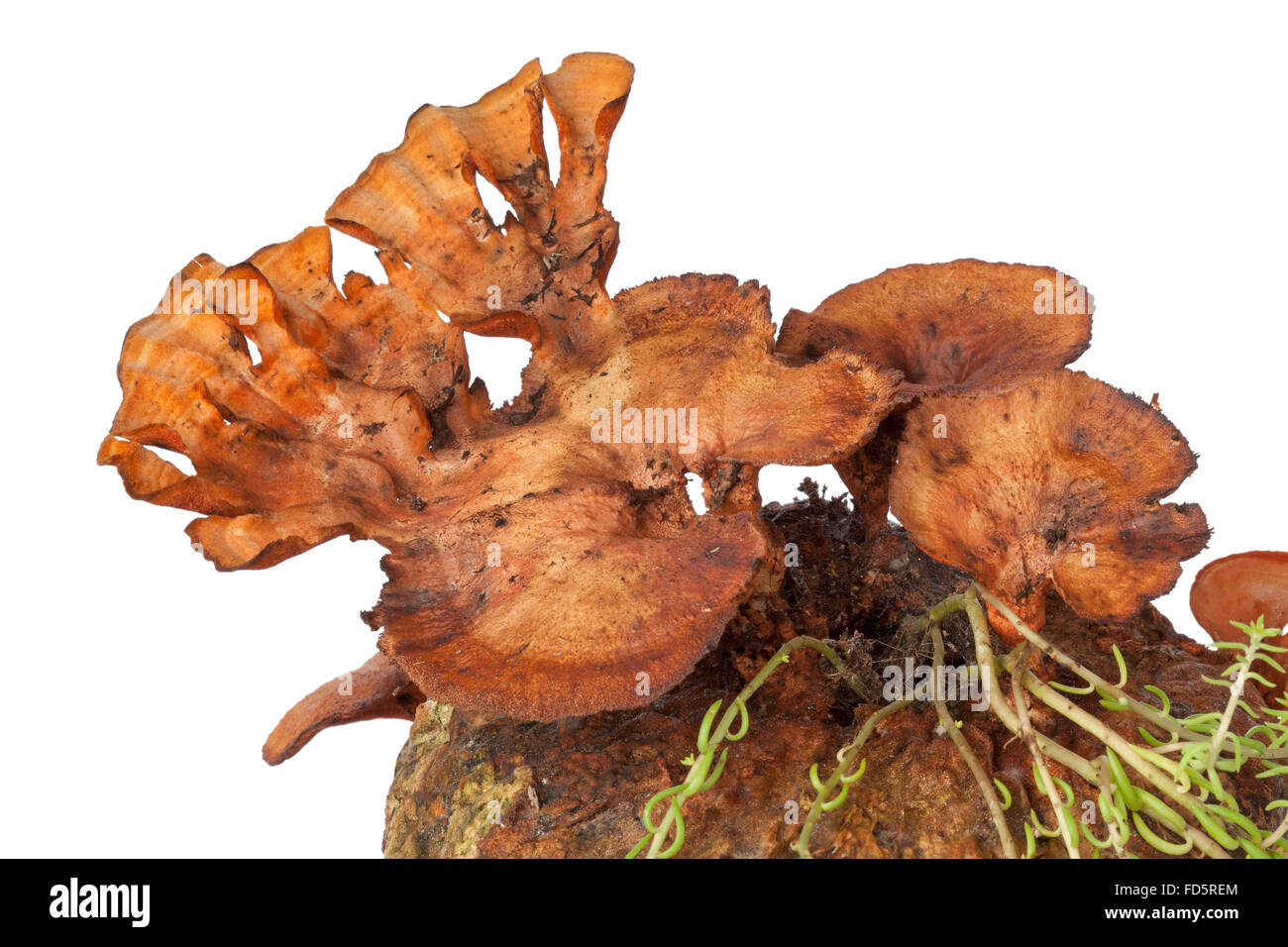 Pycnoporus sanguineus in a pot close up on white background Stock Photo ...
