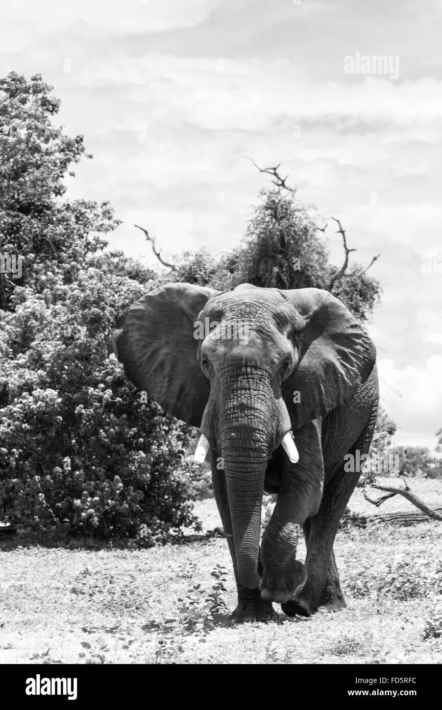 Elephant in safari on Black and White Stock Photos & Images - Alamy