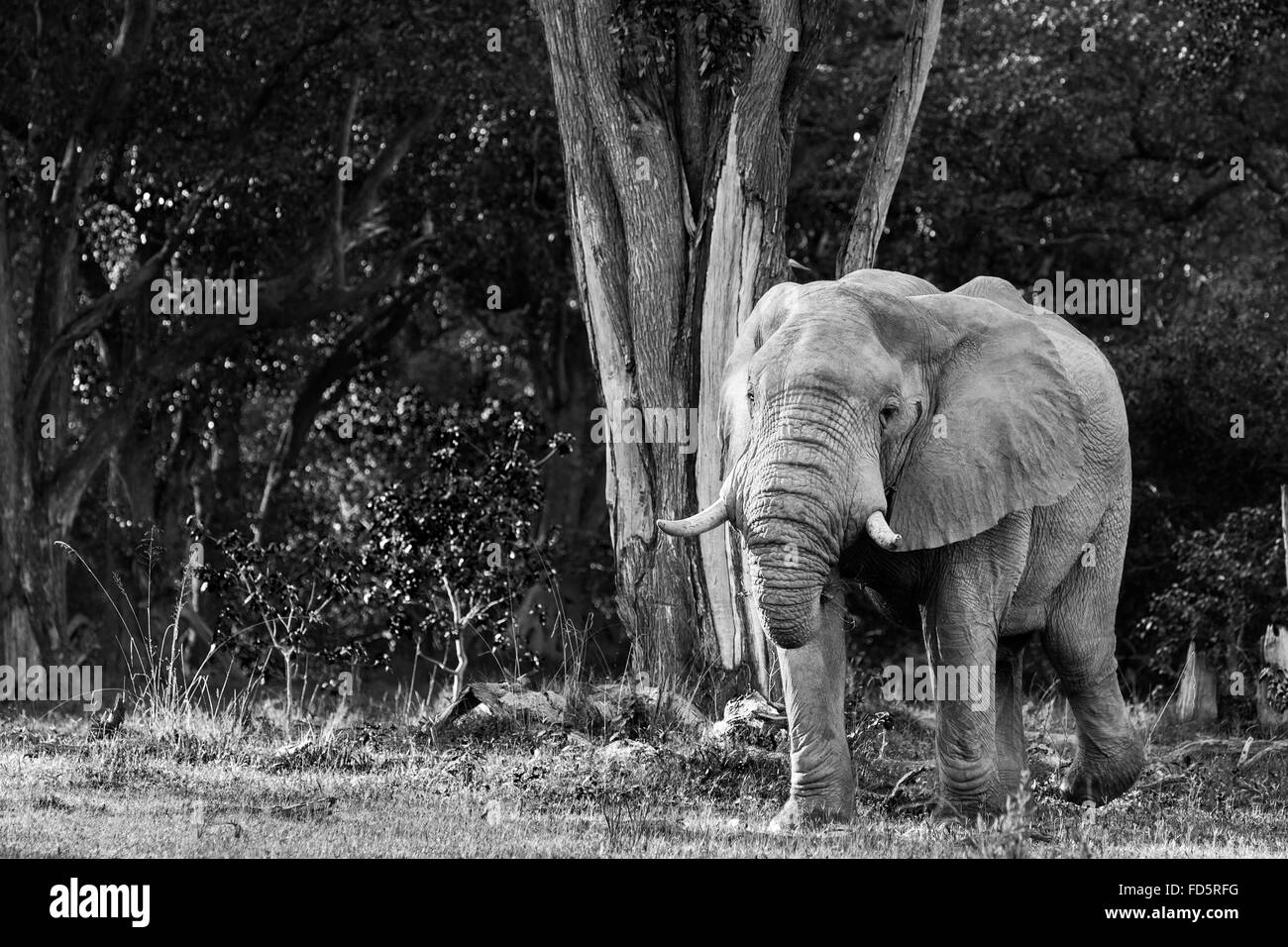 Elephant loxodonta in natural Black and White Stock Photos & Images - Alamy