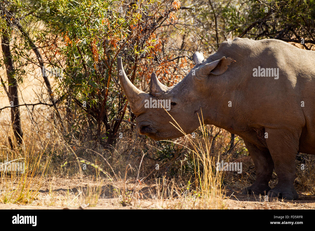 White rhinoceros standing Stock Photo - Alamy