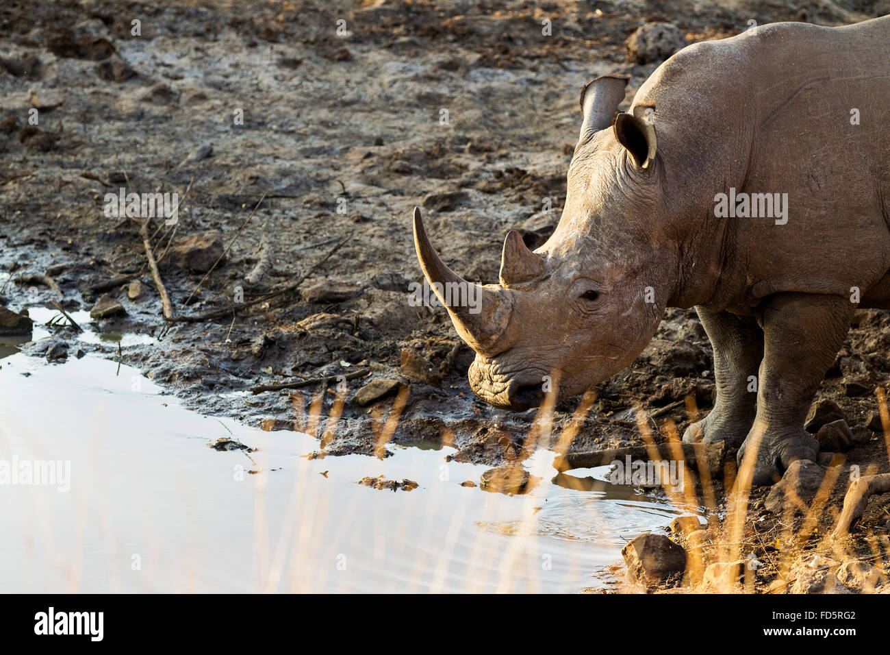 White rhinocerous hi-res stock photography and images - Alamy