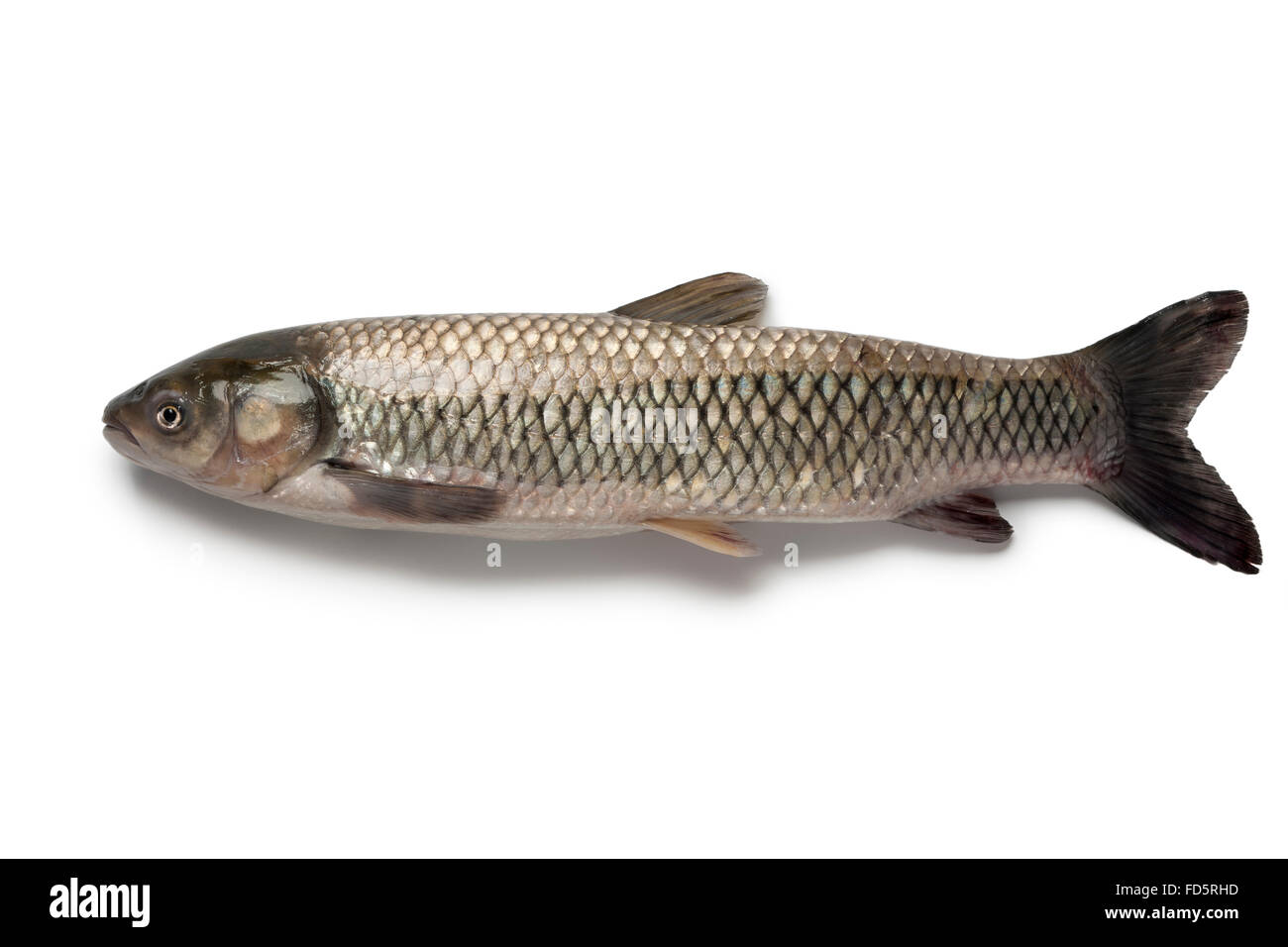 Grass carp hi-res stock photography and images - Alamy