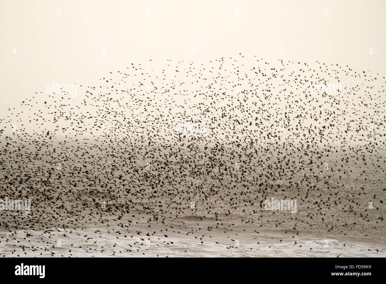 flock fly animal starling flight swarm bird dusk murmuration blackpool ...
