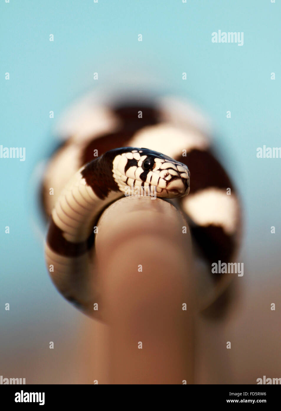 Snake Stick High Resolution Stock Photography and Images - Alamy