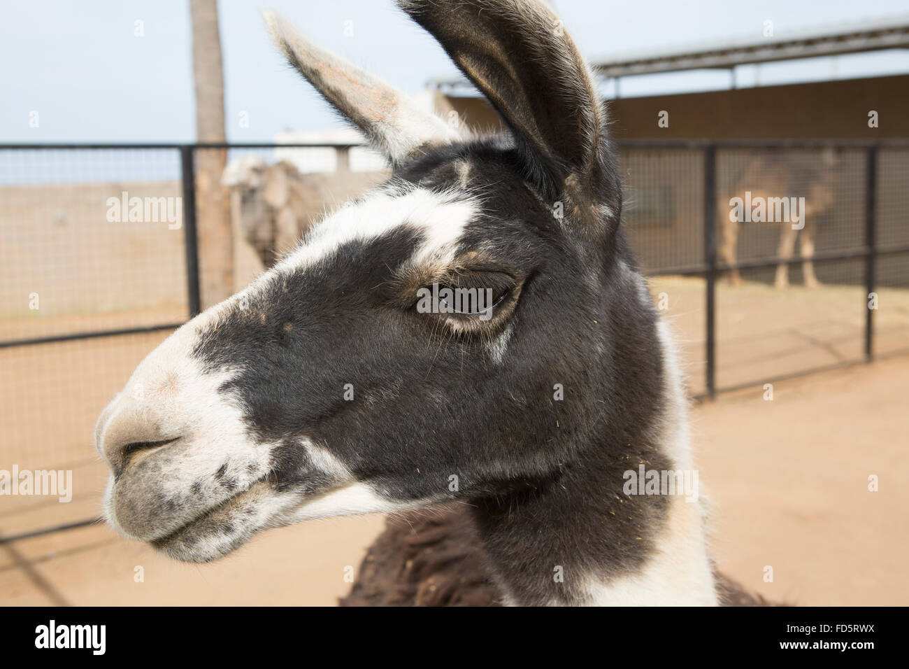 Llama with pack on hi-res stock photography and images - Alamy