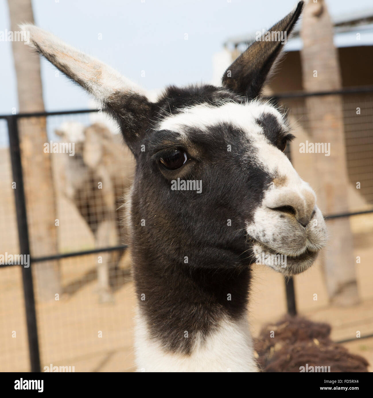 European Llama High Resolution Stock Photography and Images - Alamy