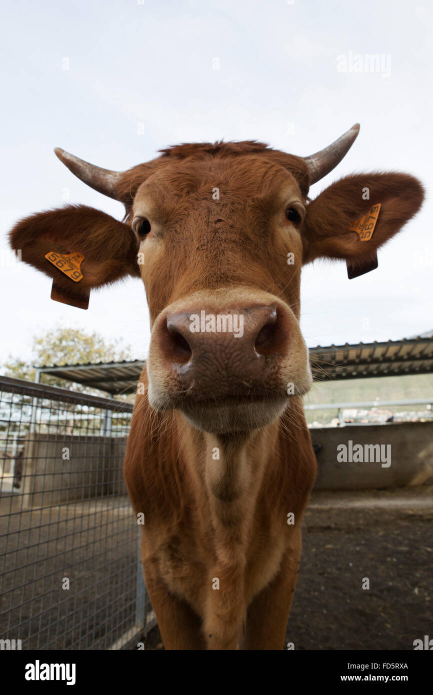 A cow on a farm in Tenerife, Spain Stock Photo - Alamy