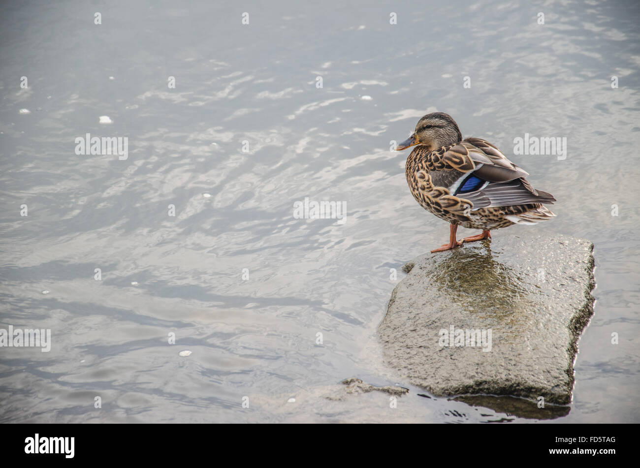 Side profile duck hi-res stock photography and images - Alamy