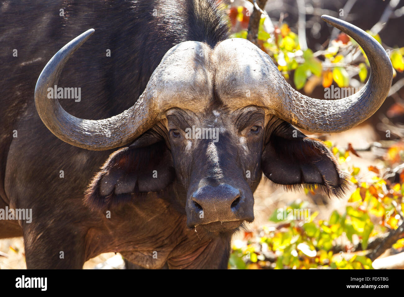 Portrait of a buffalo Stock Photo - Alamy