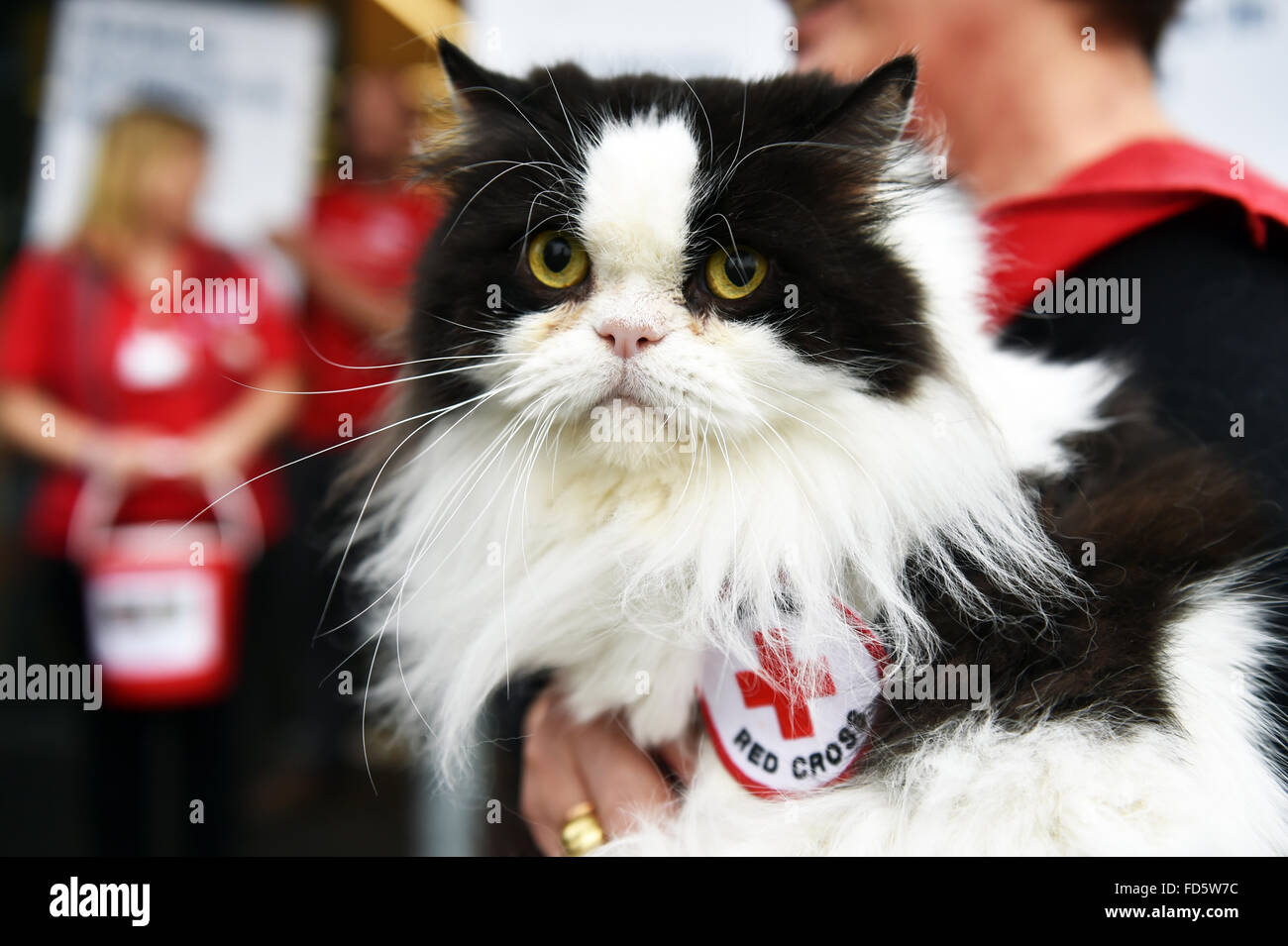Cat fundraising mascot for Red Cross, Bradford UK Stock Photo - Alamy