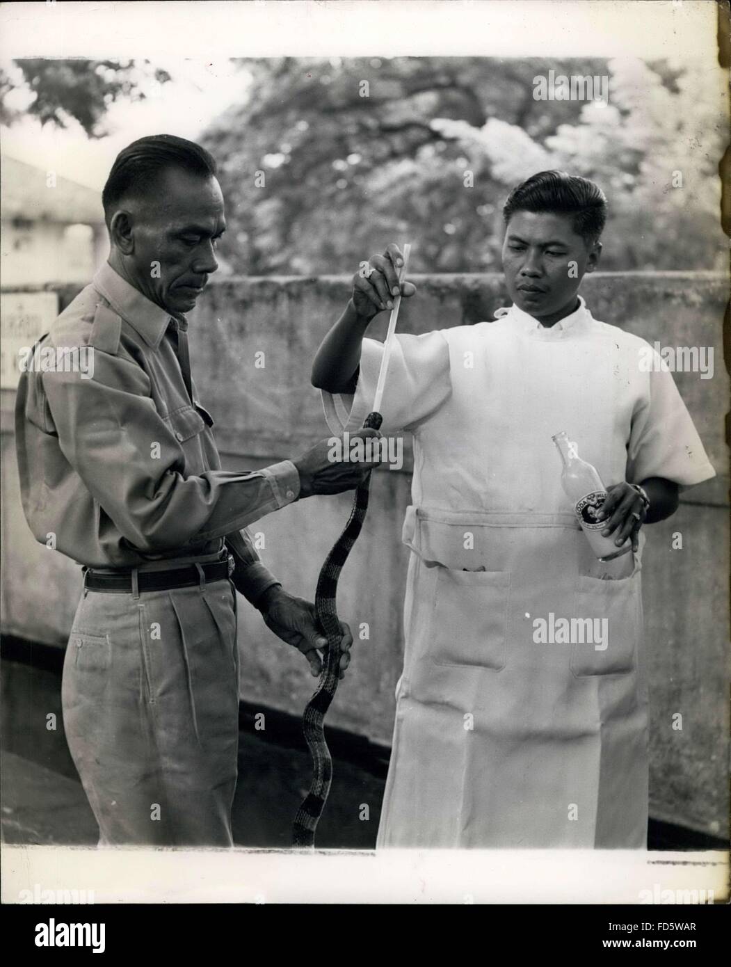 Venom extraction snake hi-res stock photography and images - Alamy