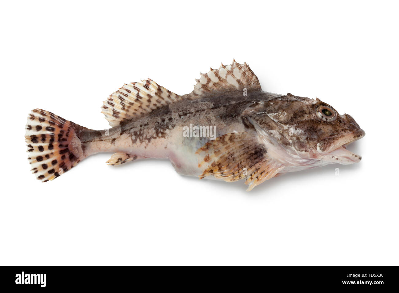 Fresh raw Cottidae fish on white background Stock Photo - Alamy