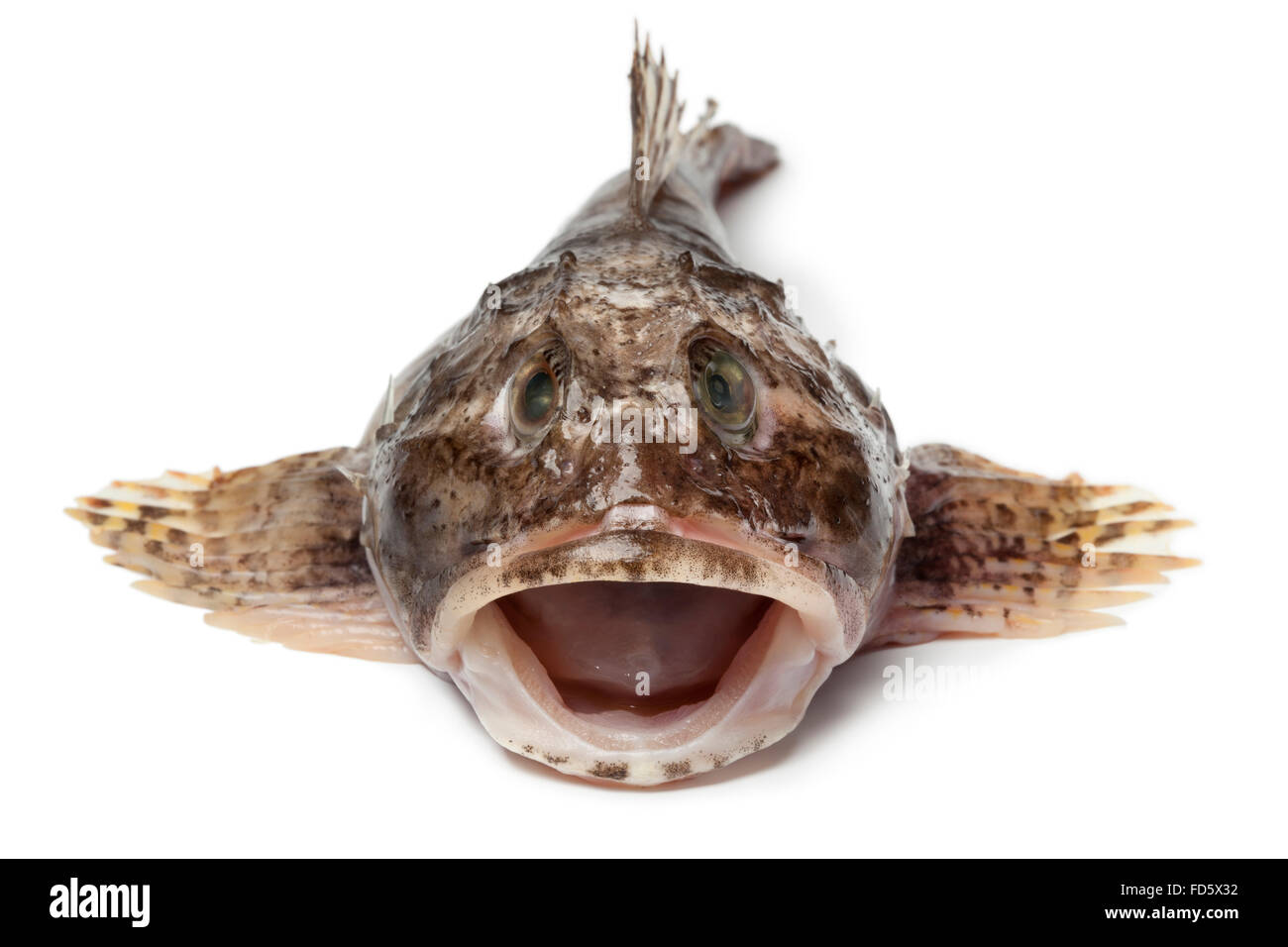 Cottidae hi-res stock photography and images - Alamy