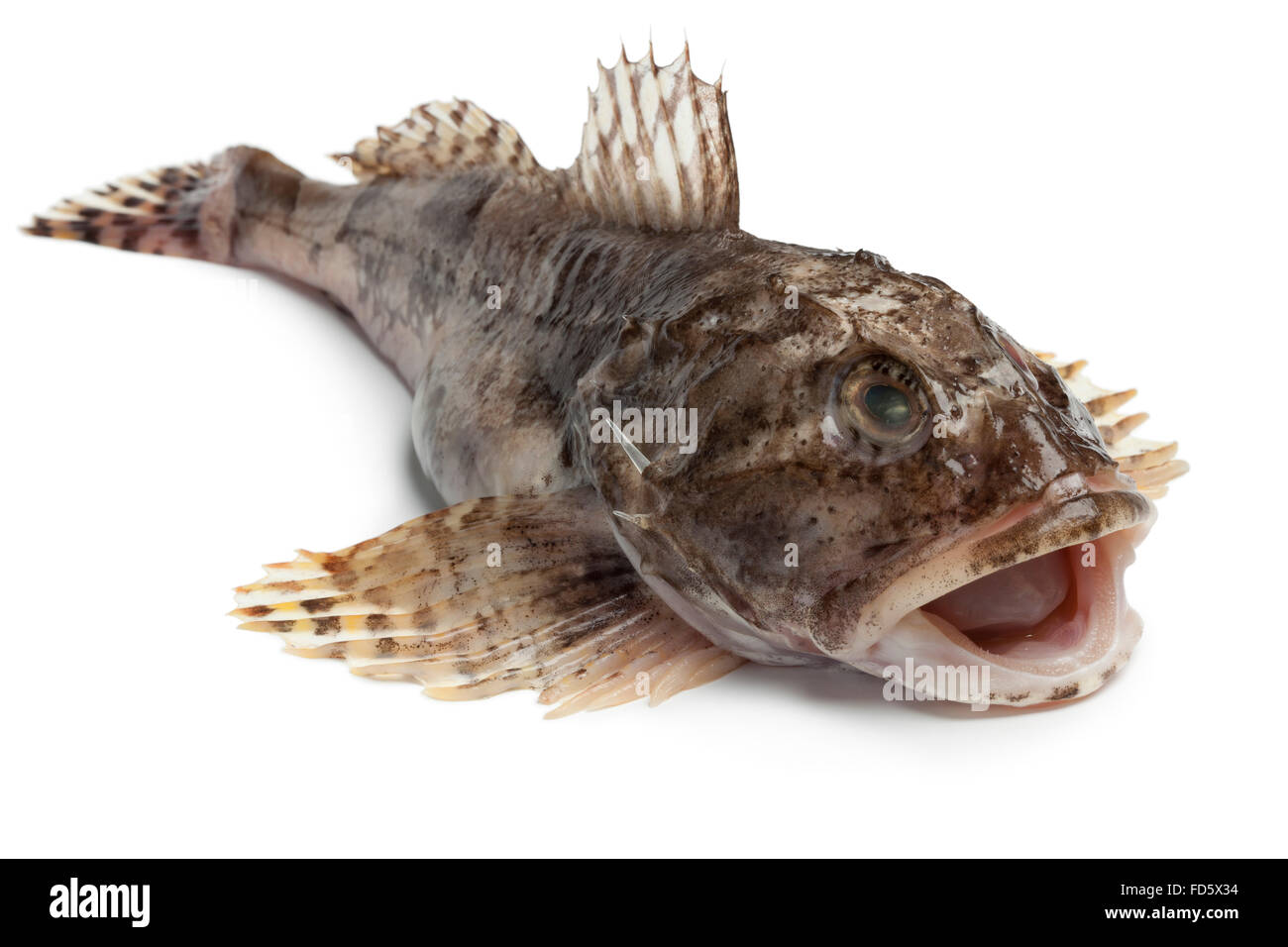 Cottidae hi-res stock photography and images - Alamy