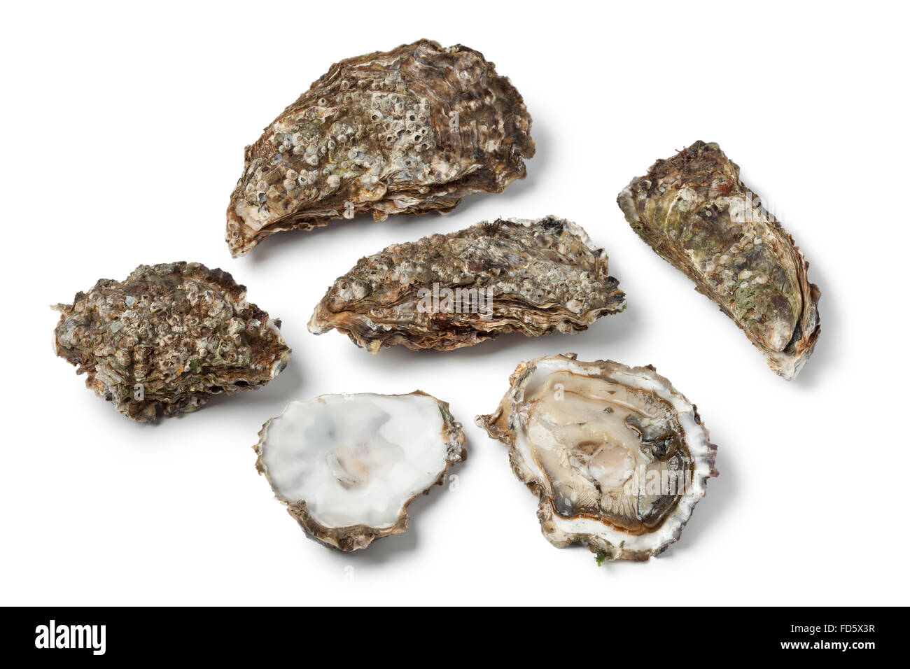 Oyster shape hi-res stock photography and images - Alamy