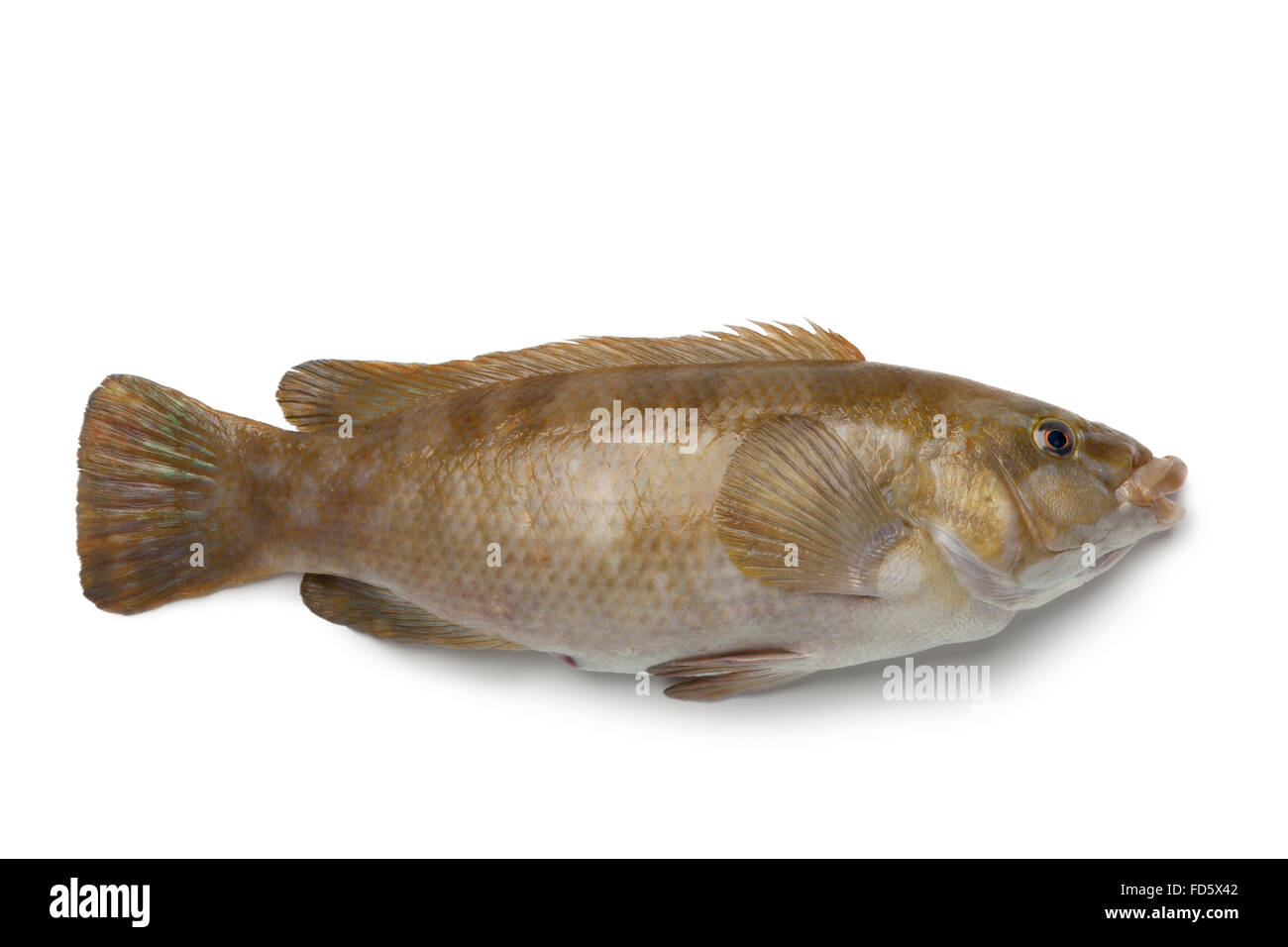 Single fresh brown wrasse fish on white background Stock Photo - Alamy