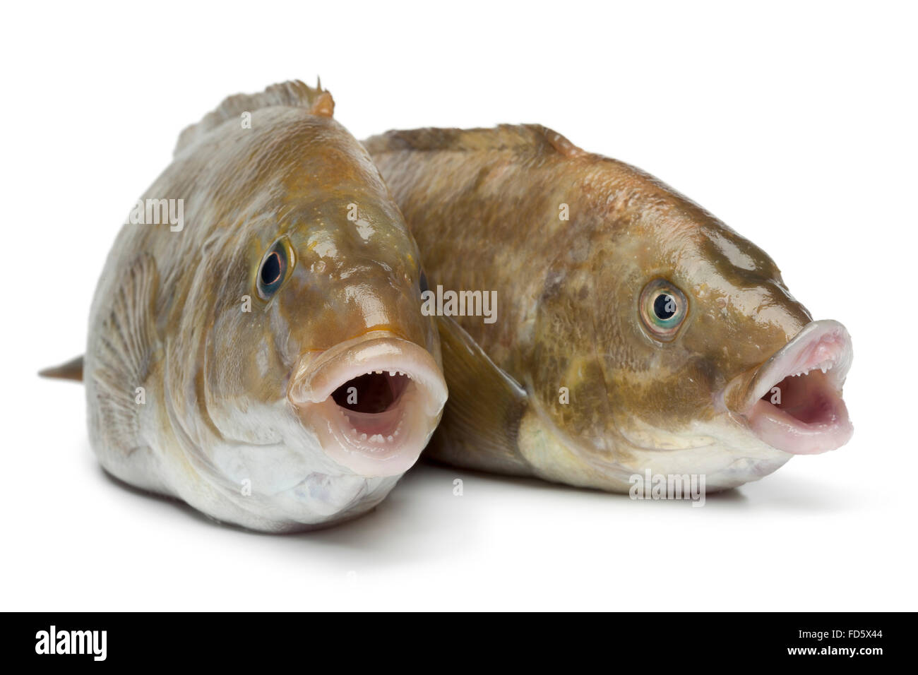 Two fresh brown wrasse fishes on white background Stock Photo - Alamy