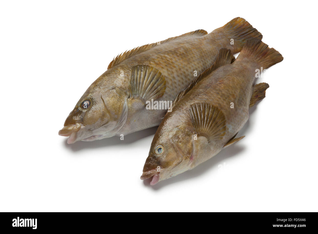 Two fresh brown wrasse fishes on white background Stock Photo - Alamy