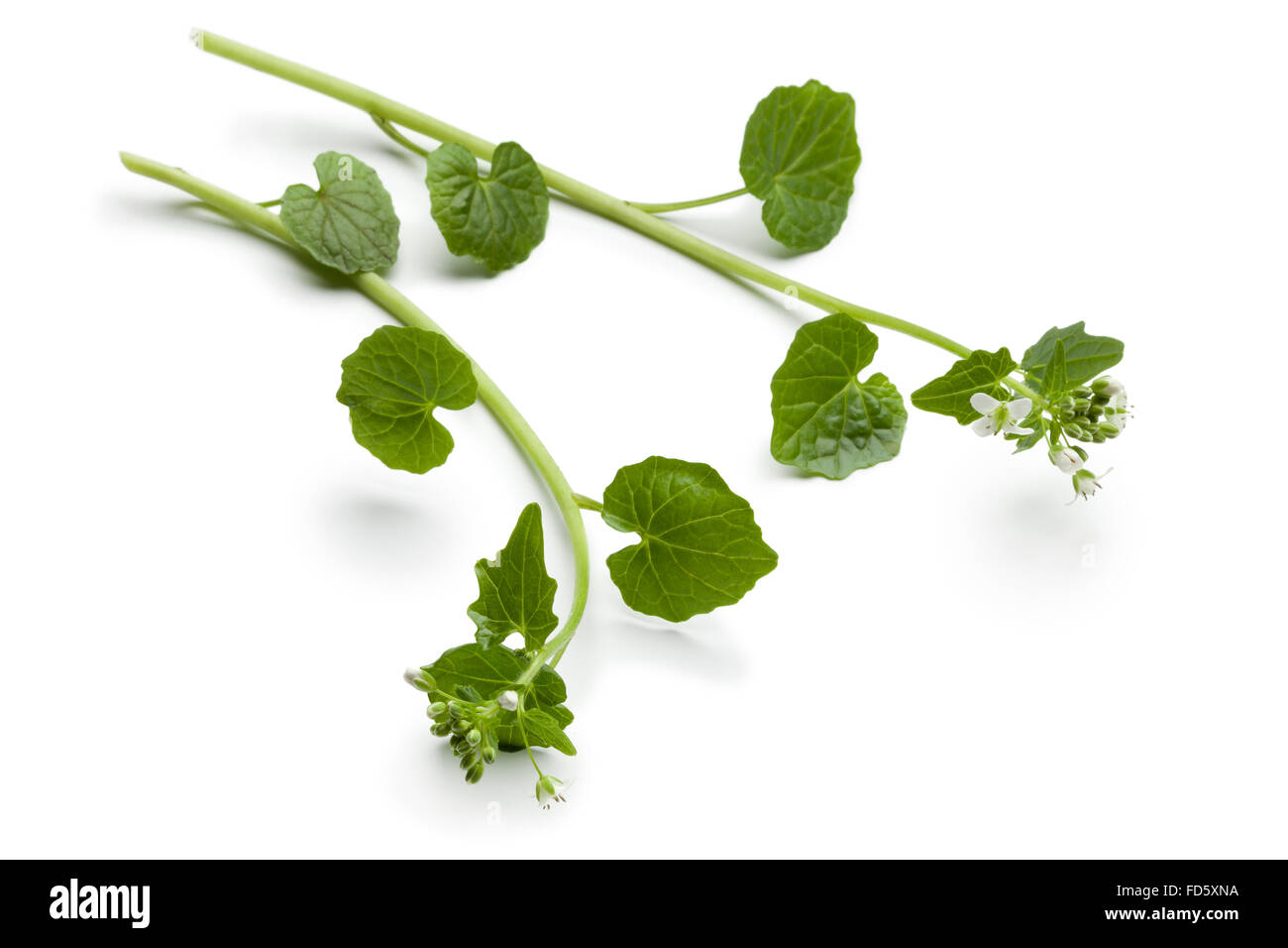 Wasabi flowers and leaves on white background Stock Photo - Alamy
