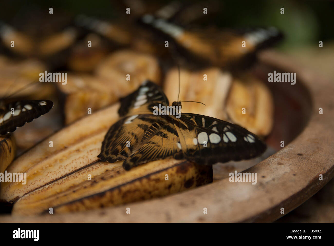 Moths group hi-res stock photography and images - Alamy