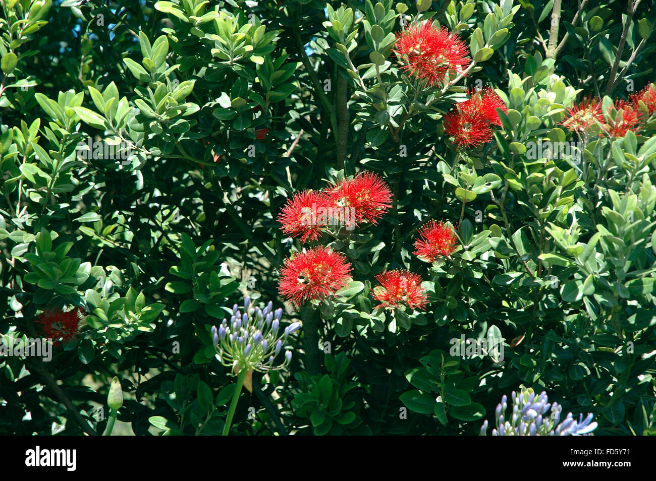 Rata tree hi-res stock photography and images - Alamy