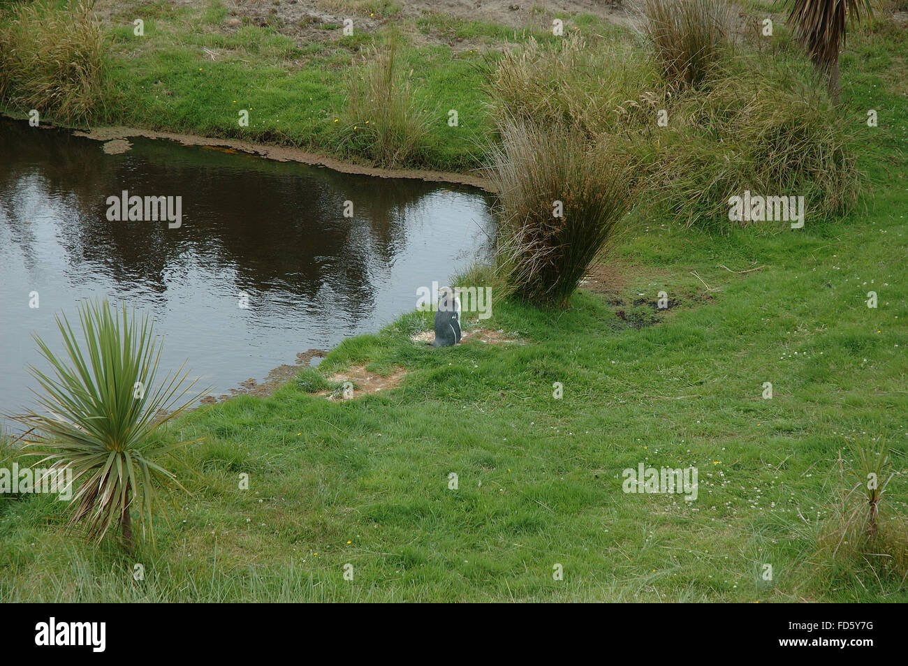 Yellow Eyed Penguin, Nature Reserve, Otago Peninsula, Dunedin, South ...