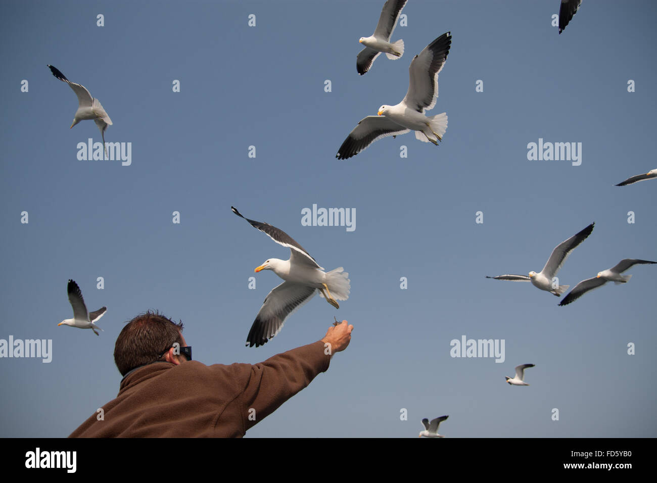 Man Feeding Seagulls Stock Photo - Alamy