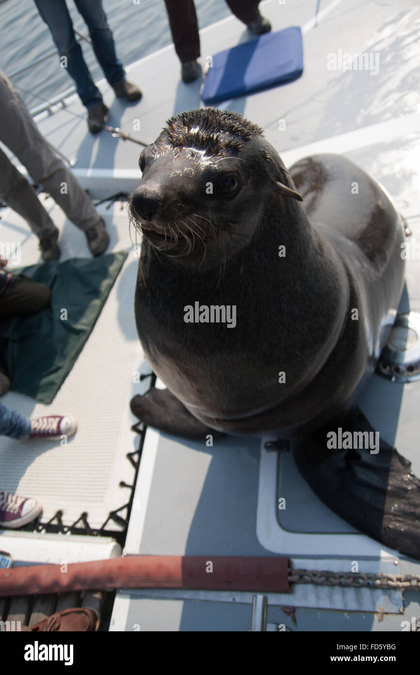 Full boat on view hi-res stock photography and images - Alamy